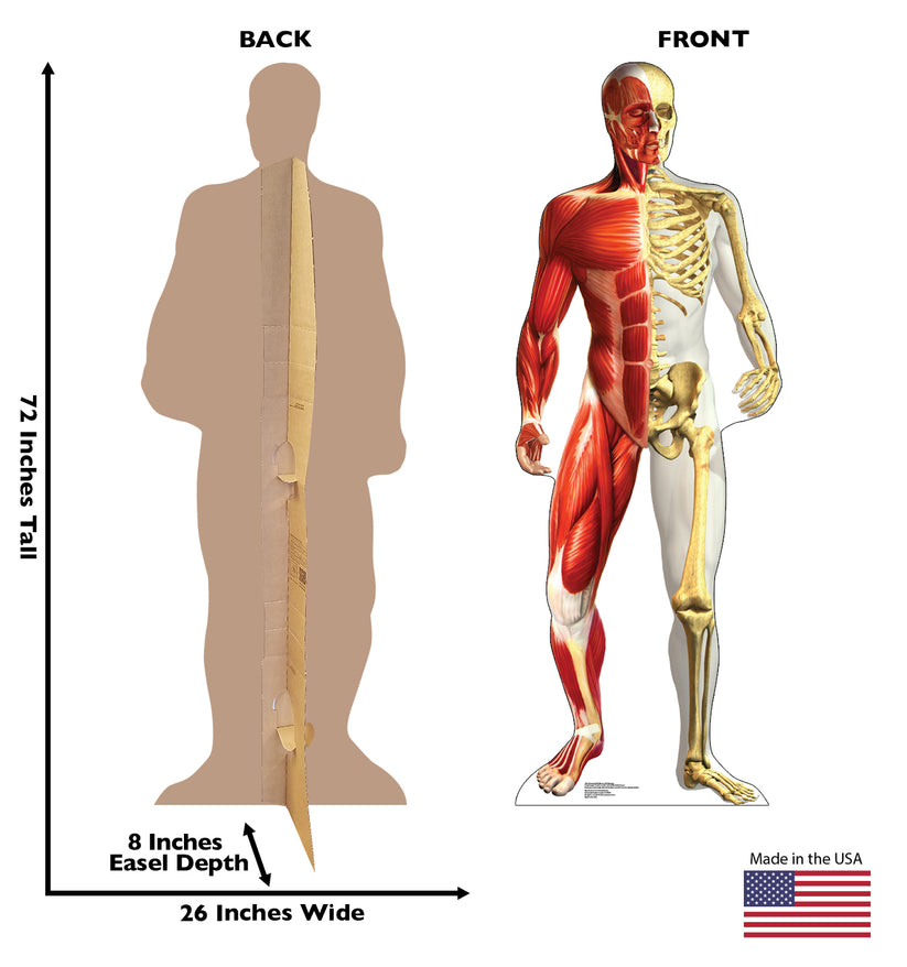 Life-size Anatomy Half Muscle Skeleton Cardboard Cutout | All Cutouts