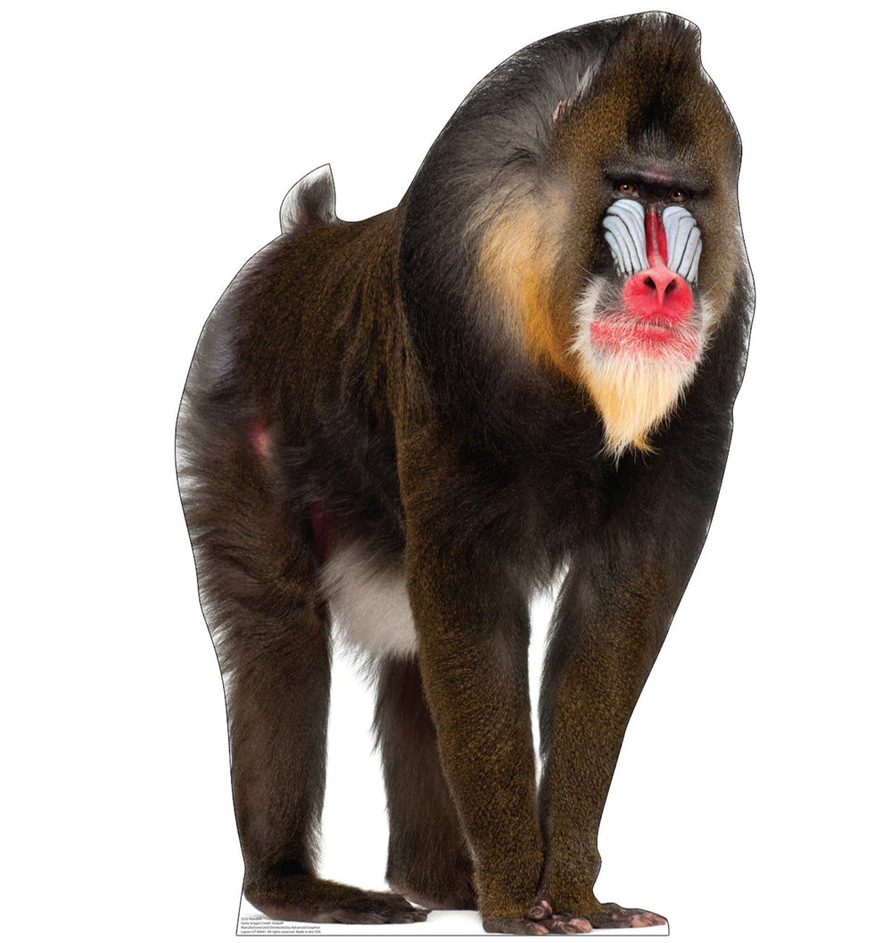 Mandrill Life-Size Cardboard Cutout